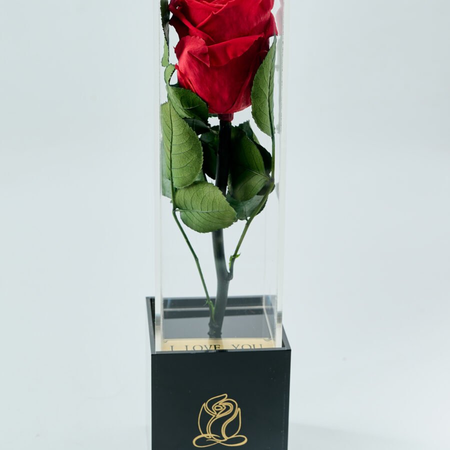 Rosas – La Rosa Más Bella