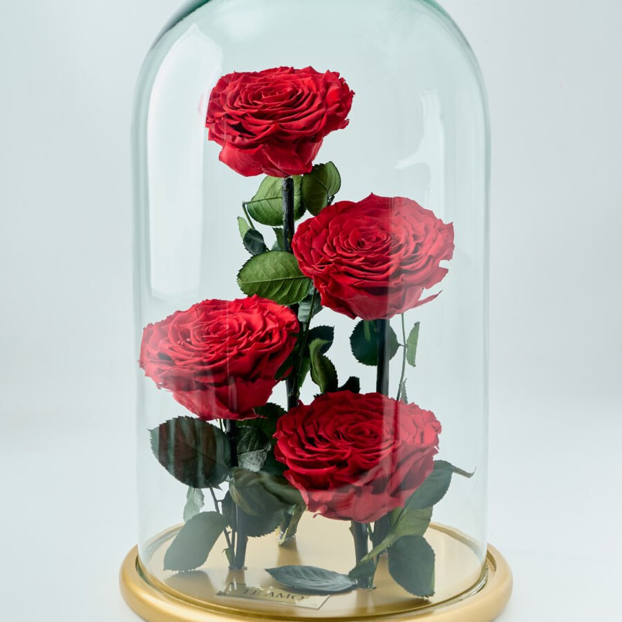 Rosas – La Rosa Más Bella