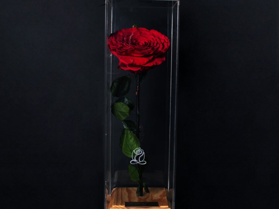 La Rosa Más Bella – Sorprende a tu ser amado con un lindo detalle